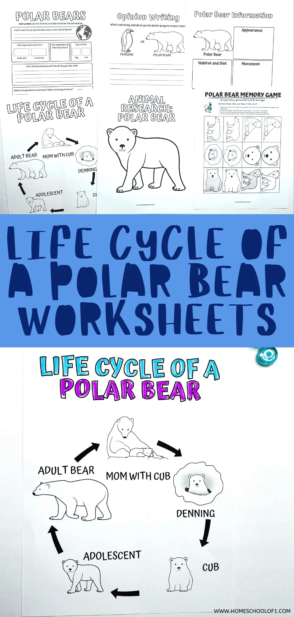 Free Polar Bear Life Cycle Worksheets