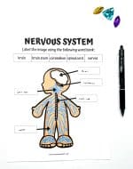 Free Printable Human Body Systems Worksheets For Kids