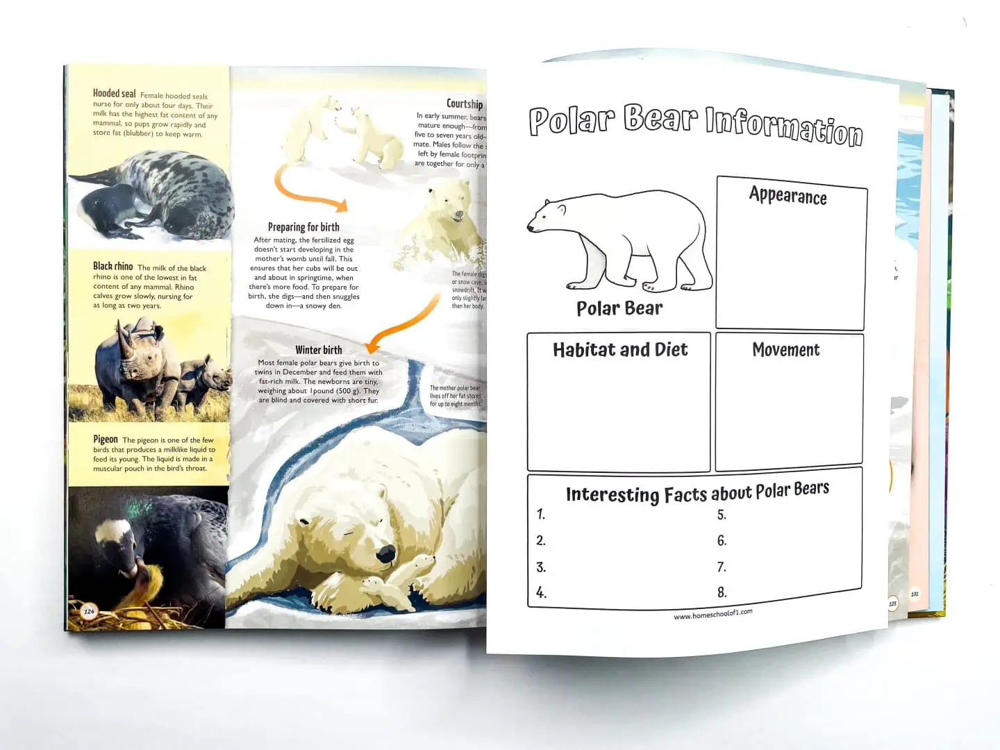 Free Polar Bear Life Cycle Worksheets
