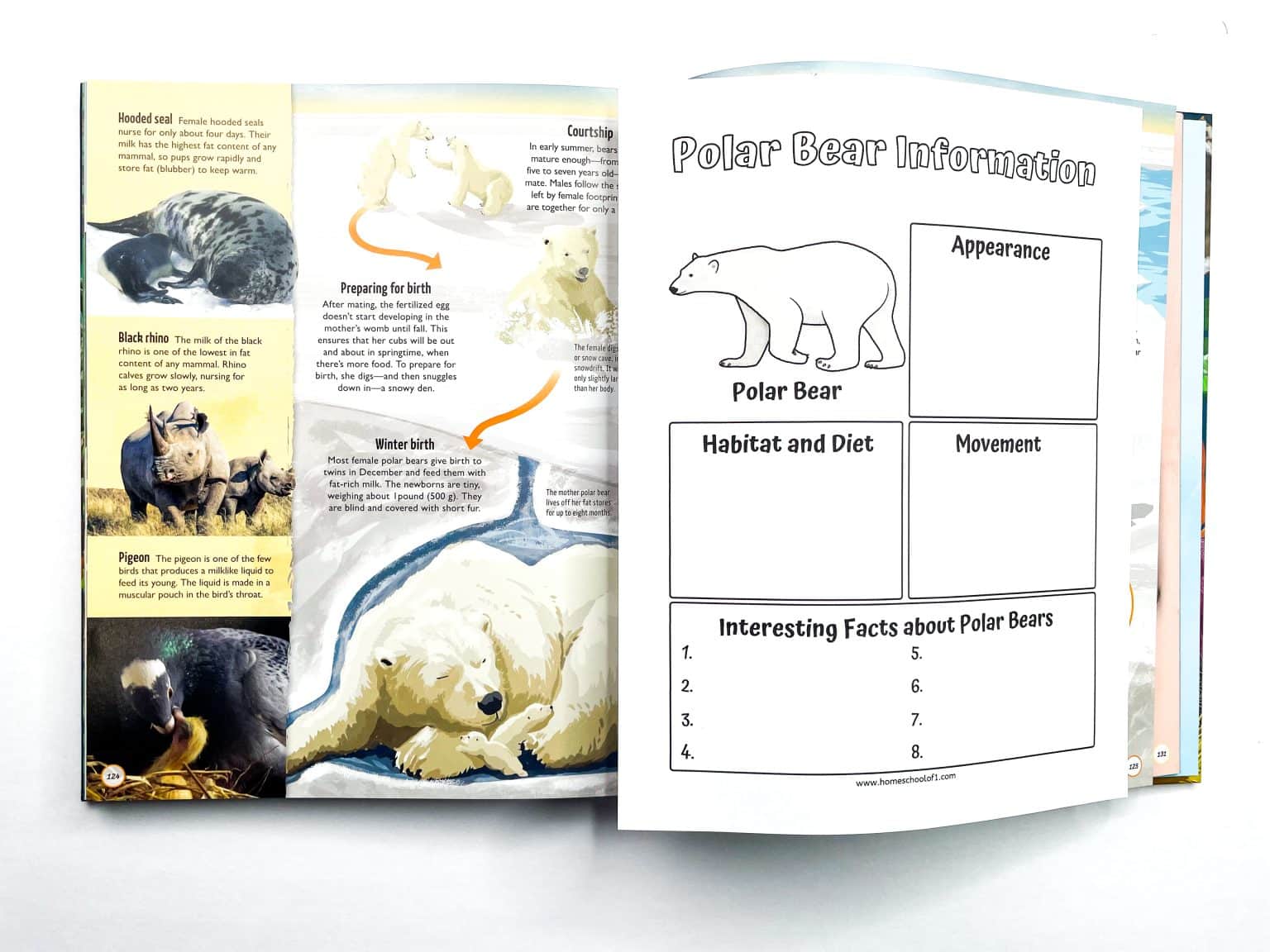 Free Polar Bear Life Cycle Worksheet