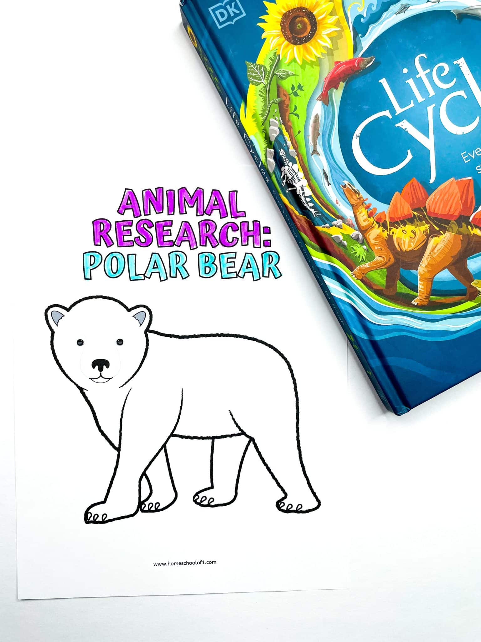 Polar Bear Life Cycle (Stages, Diagram & Free Worksheets)