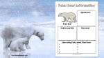 Free Polar Bear Life Cycle Worksheet - Homeschool of 1