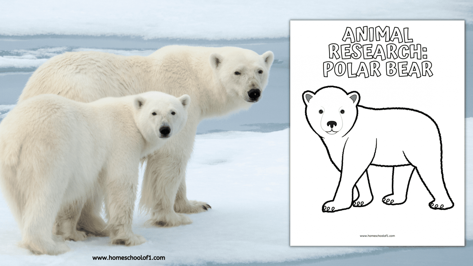 Free Polar Bear Life Cycle Worksheet - Homeschool of 1