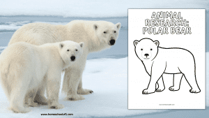 Free Polar Bear Life Cycle Worksheet - Homeschool of 1