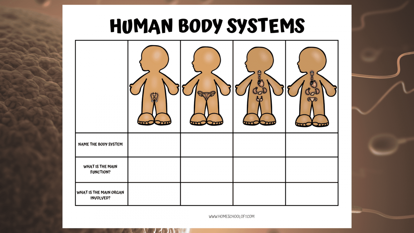 8 Human Body Systems Worksheets For Kids (free)