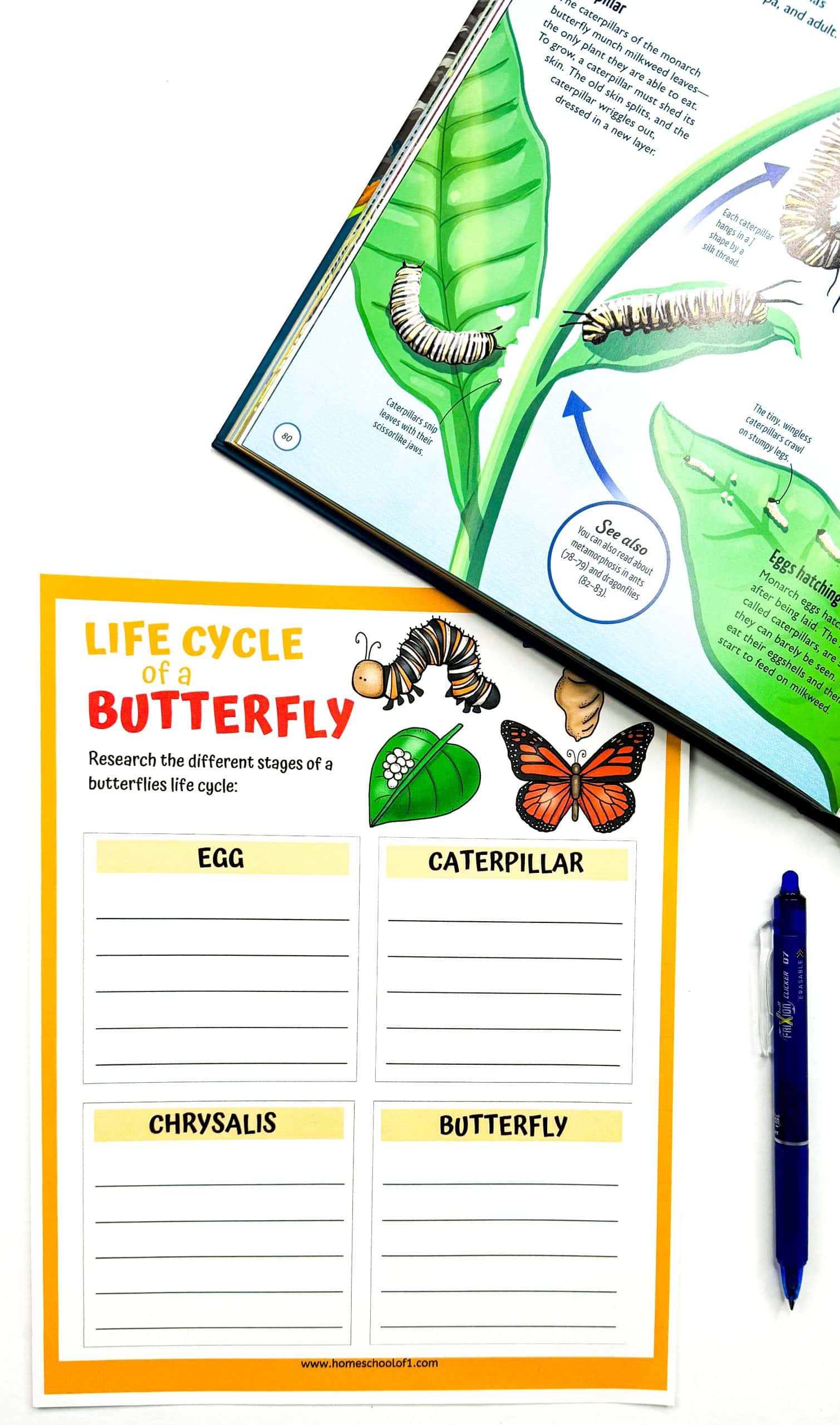 Free Life Cycle of a Butterfly Worksheet