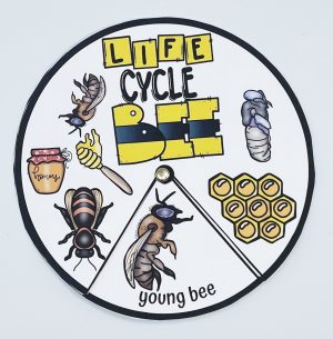 Free Life Cycle of a Bee Worksheet for Kids