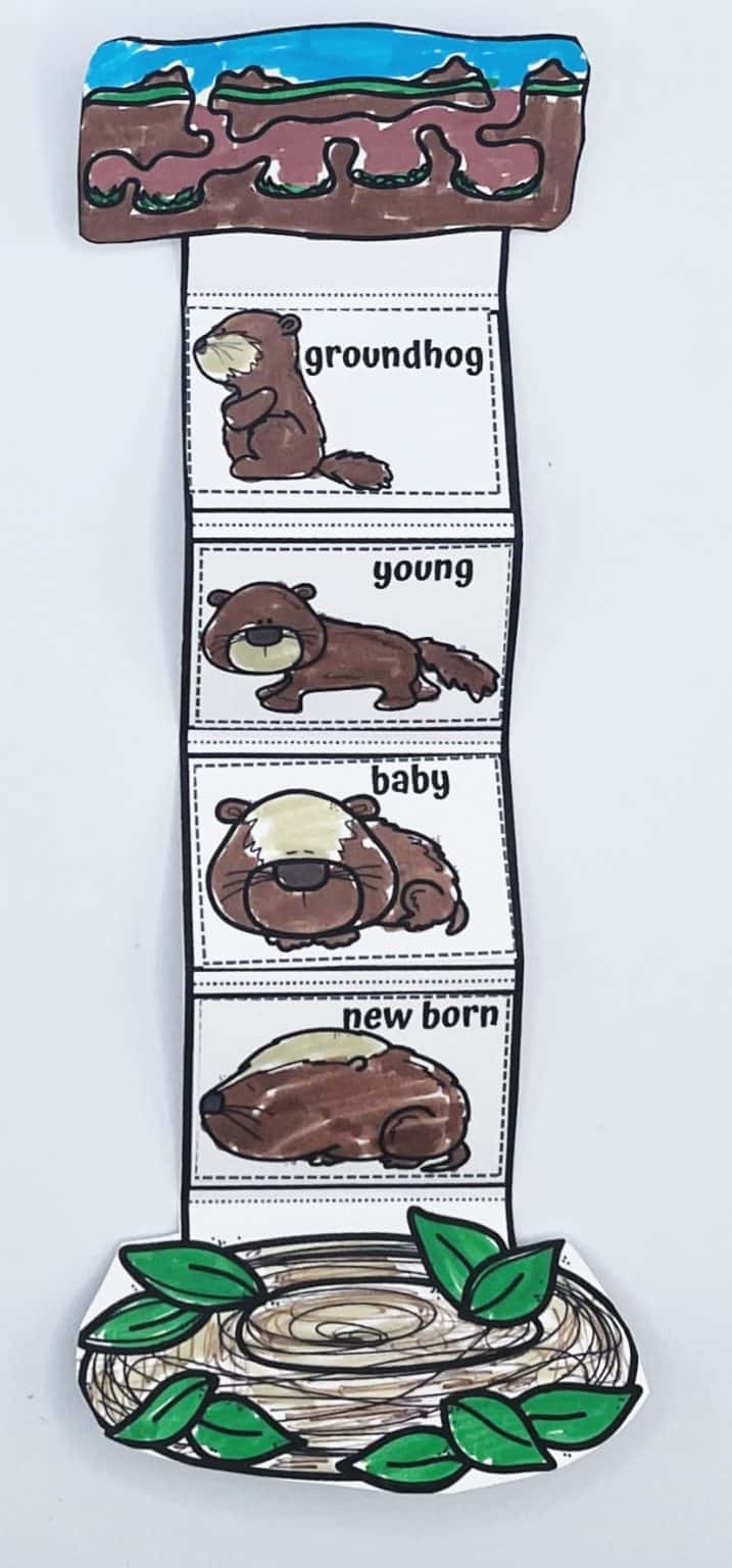 Life Cycle of a Groundhog Worksheet (8 Free Activities)
