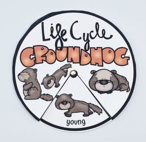 Life Cycle of a Groundhog Worksheet (8 Free Activities)