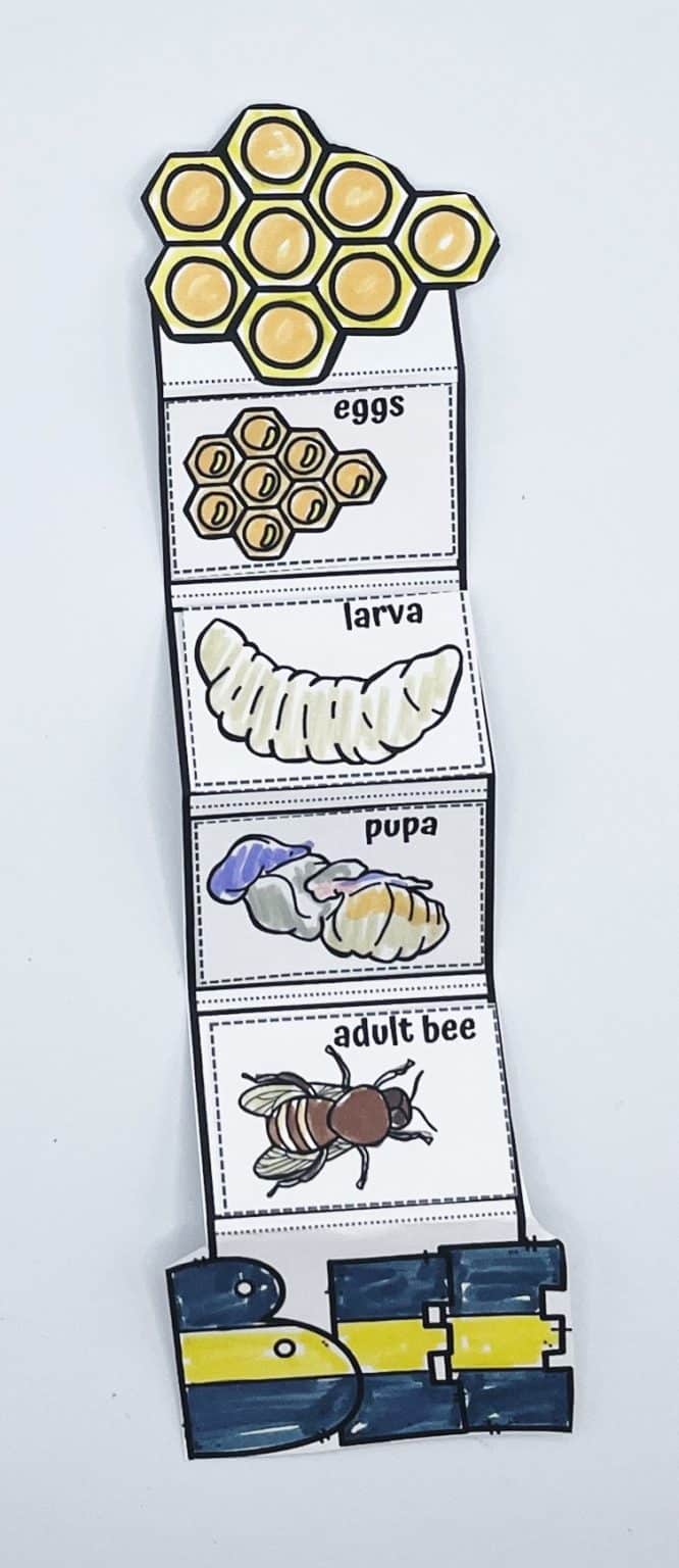 Free Life Cycle of a Bee Worksheet for Kids