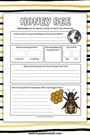 Life Cycle of a Honey Bee Worksheets (8 free printables)