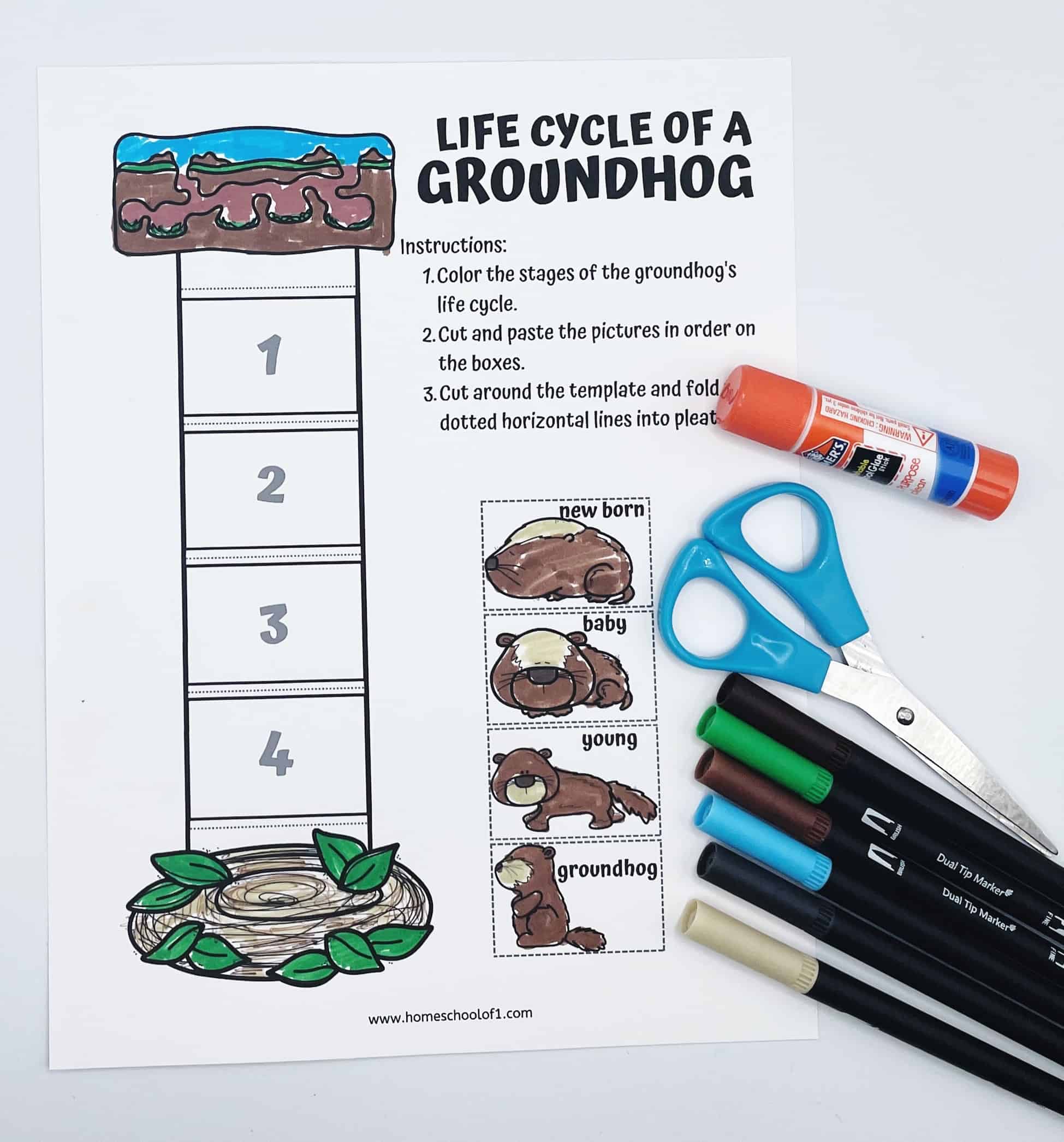 Life Cycle of a Groundhog Worksheet (8 Free Activities)