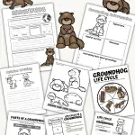 Life Cycle of a Groundhog Worksheet (8 Free Activities)