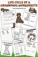 Life Cycle of a Groundhog Worksheet (8 Free Activities)