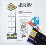 Free Life Cycle of a Bee Worksheet for Kids
