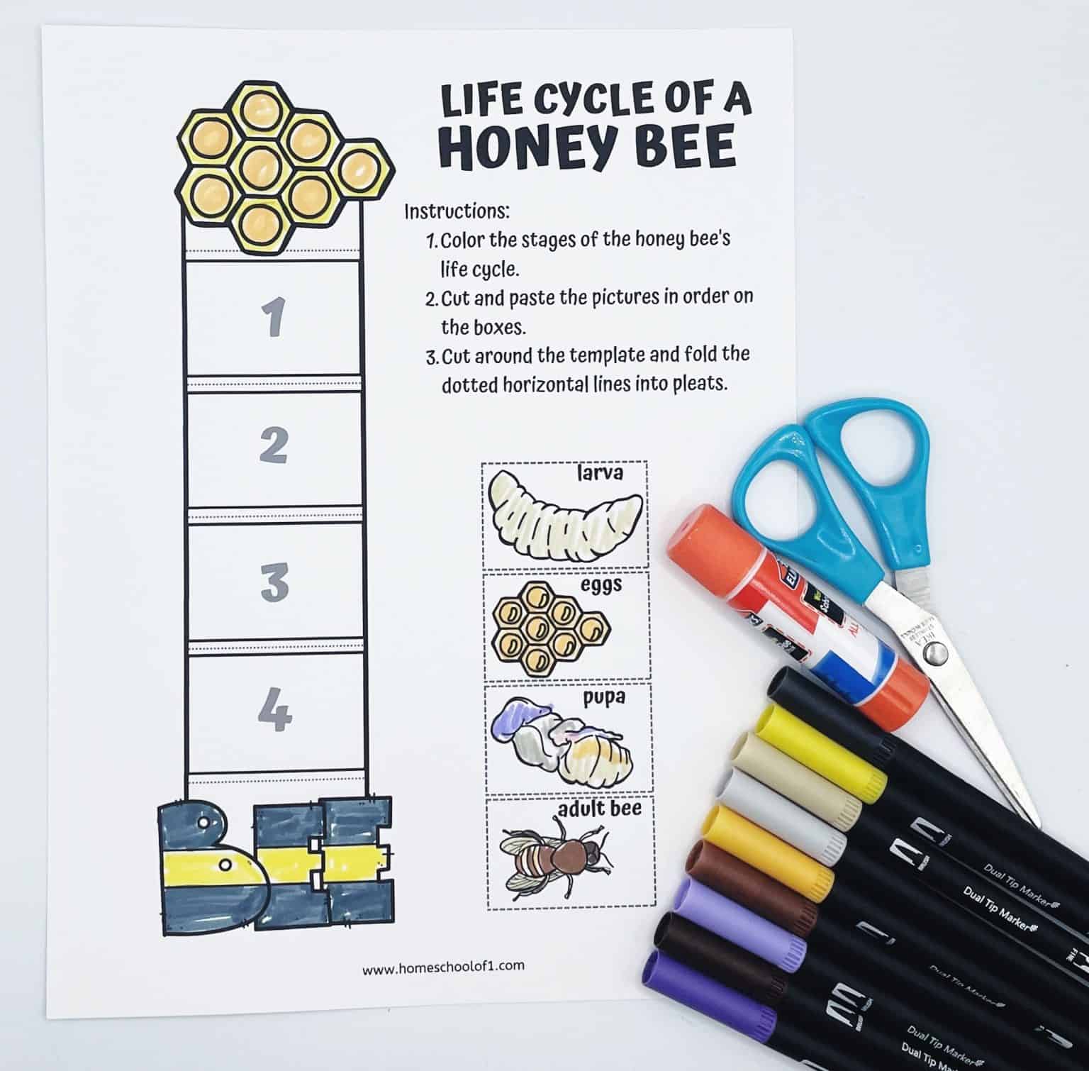 Free Life Cycle of a Bee Worksheet for Kids