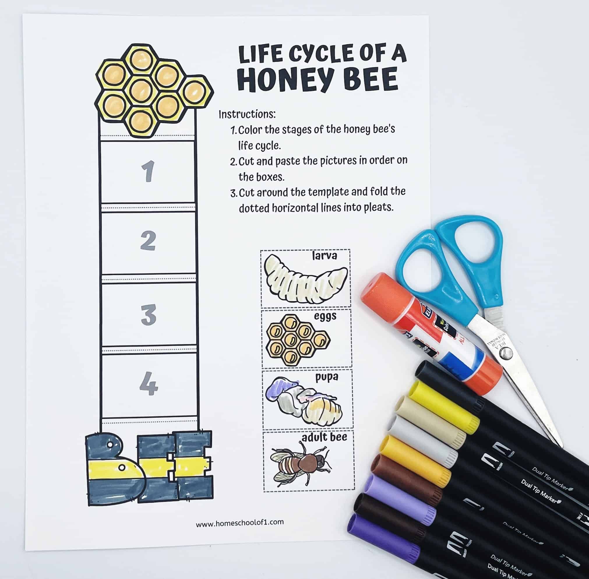Free Life Cycle of a Bee Worksheet for Kids