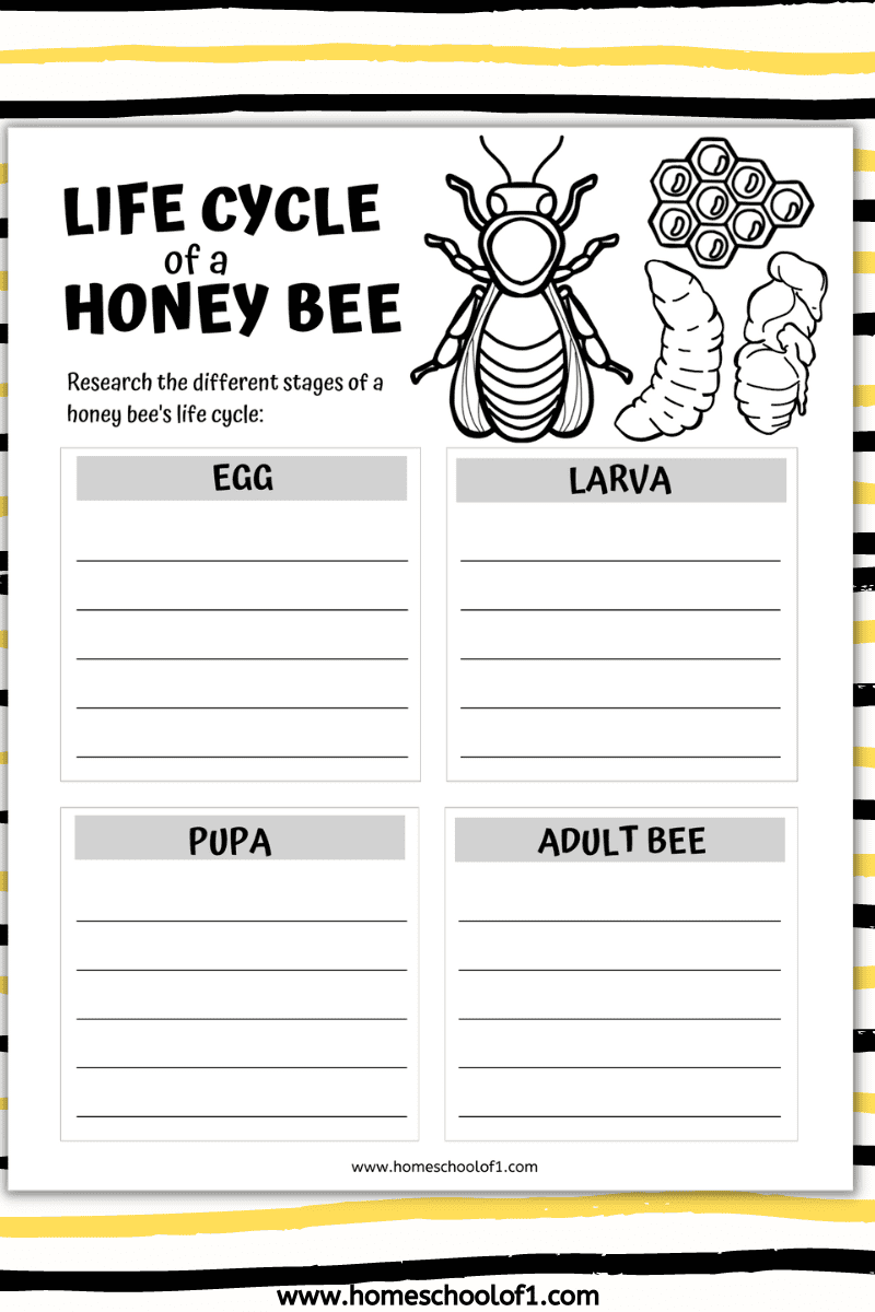 Free Life Cycle of a Bee Worksheet for Kids