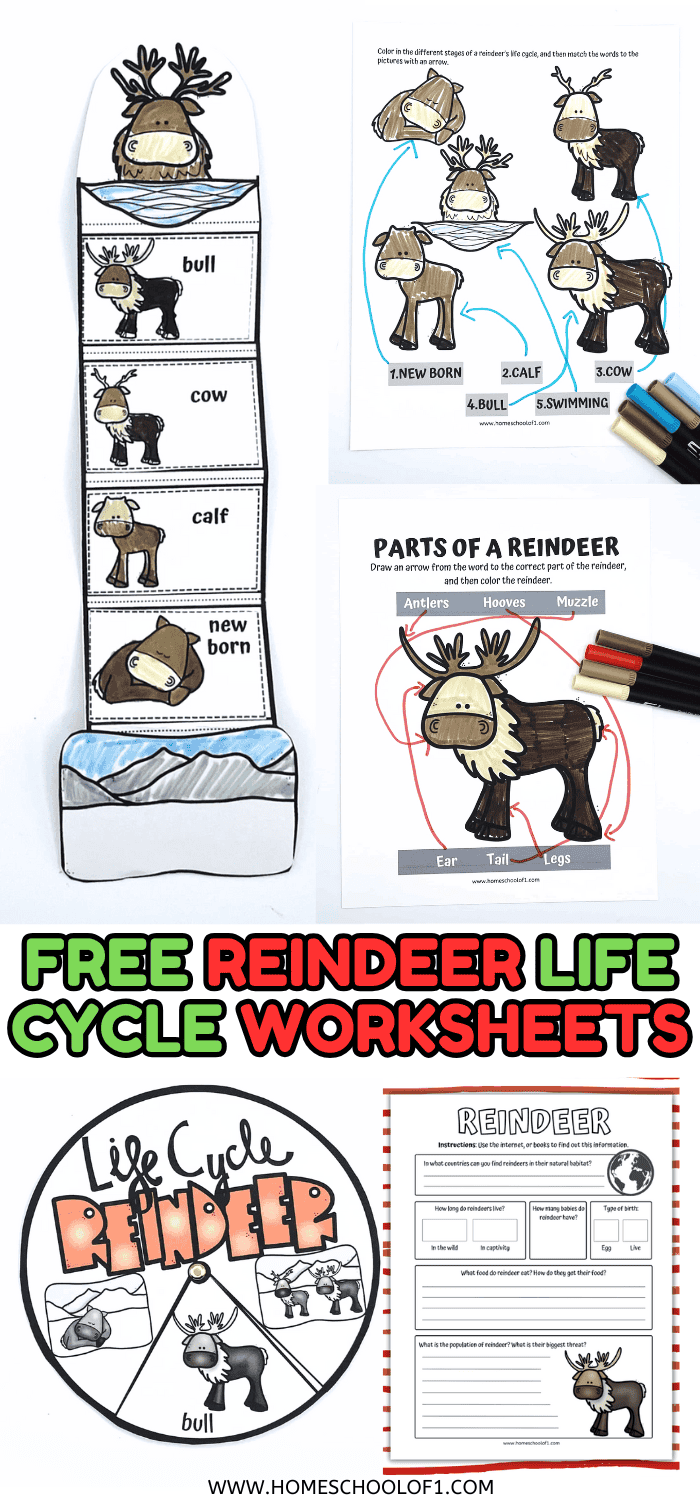 Free Life Cycle of a Reindeer Worksheet