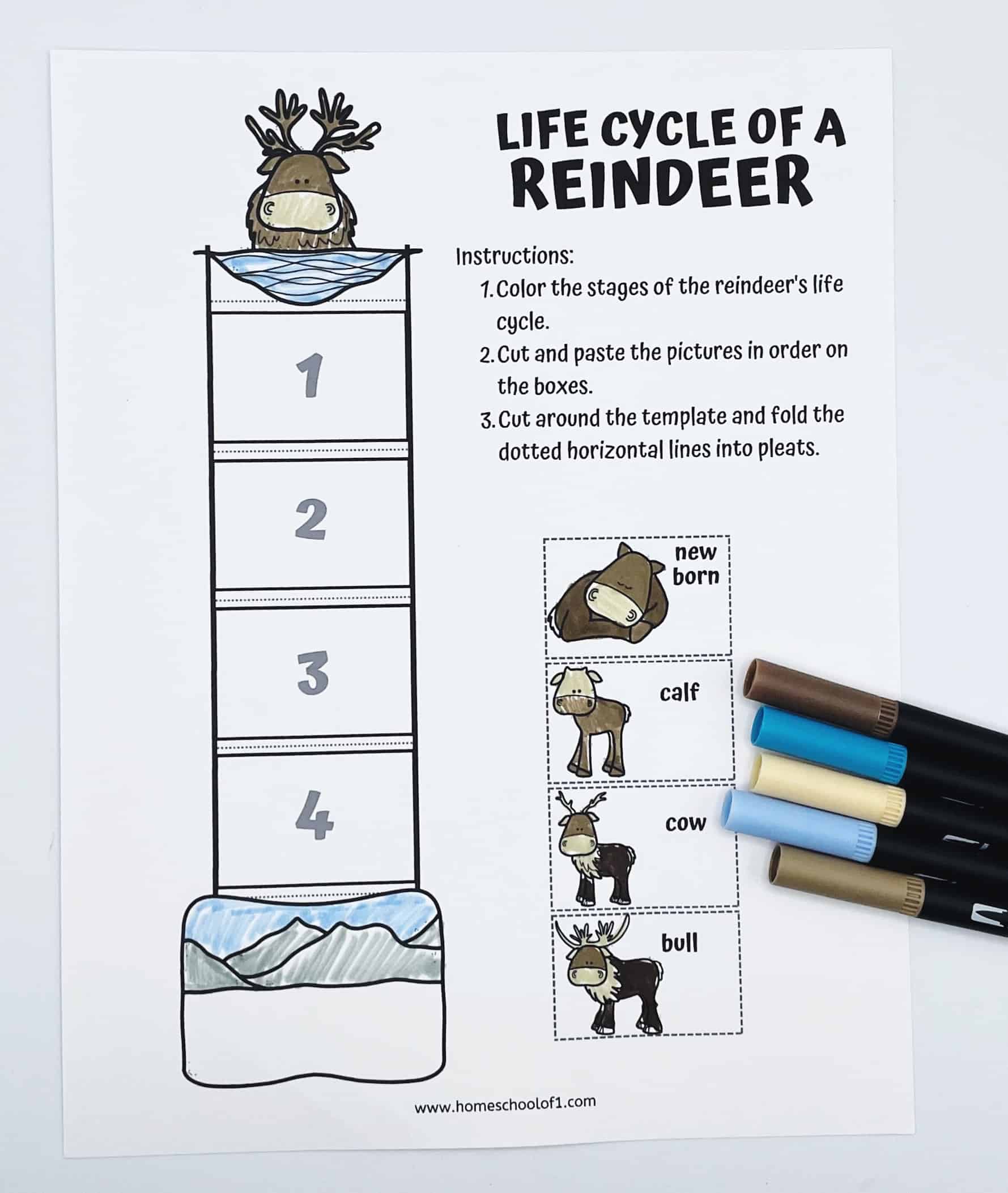 Life Cycle of a Reindeer Worksheets (8 free printables)