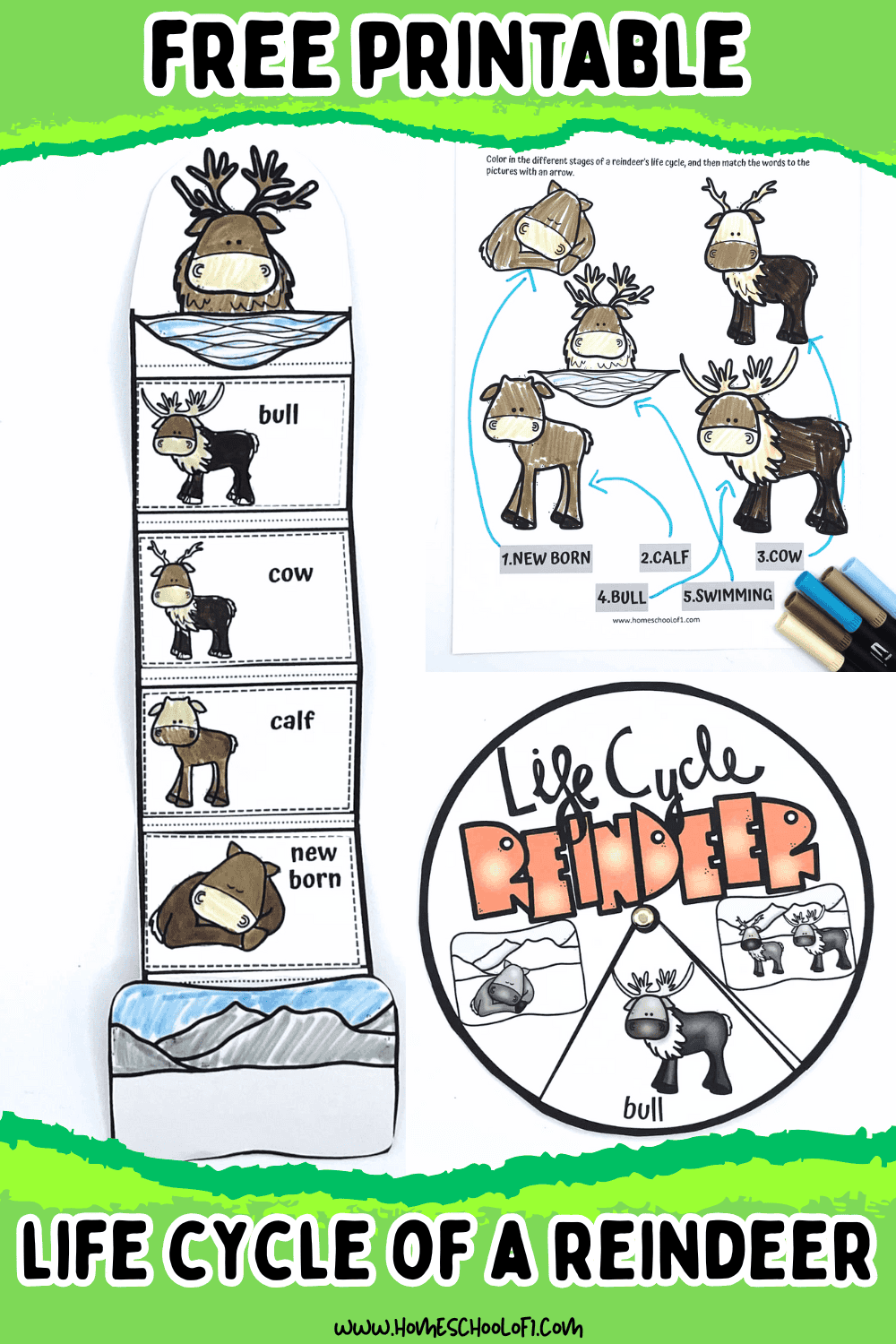 Free Life Cycle of a Reindeer Worksheet