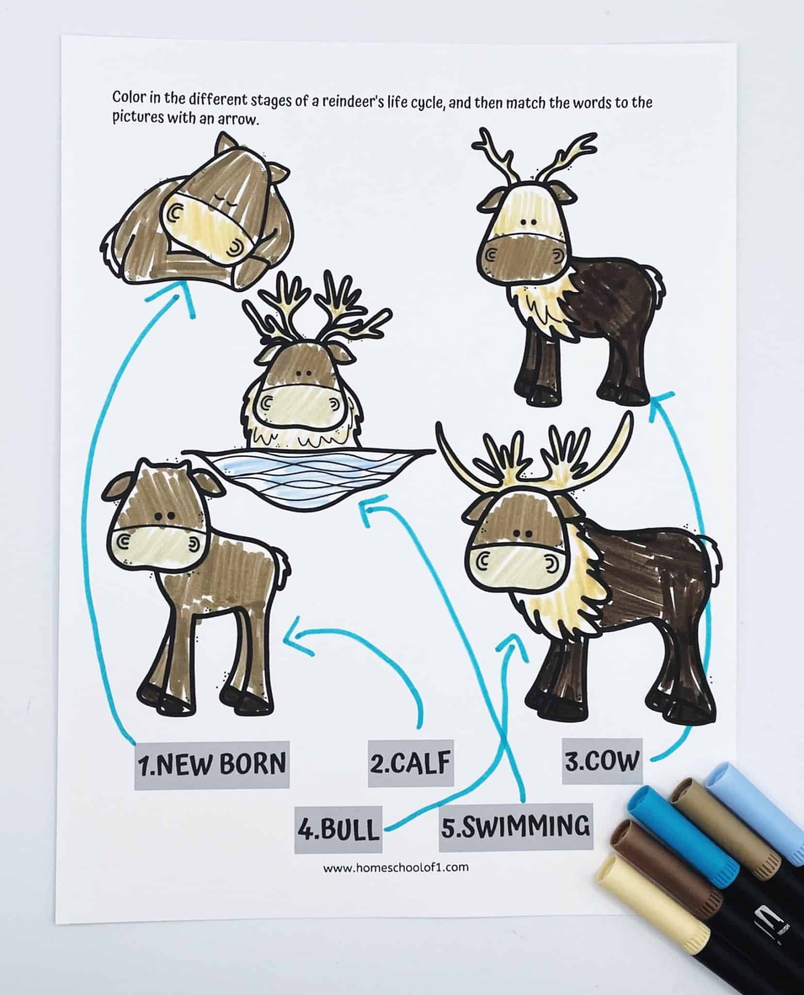 Life Cycle of a Reindeer Worksheets (8 free printables)