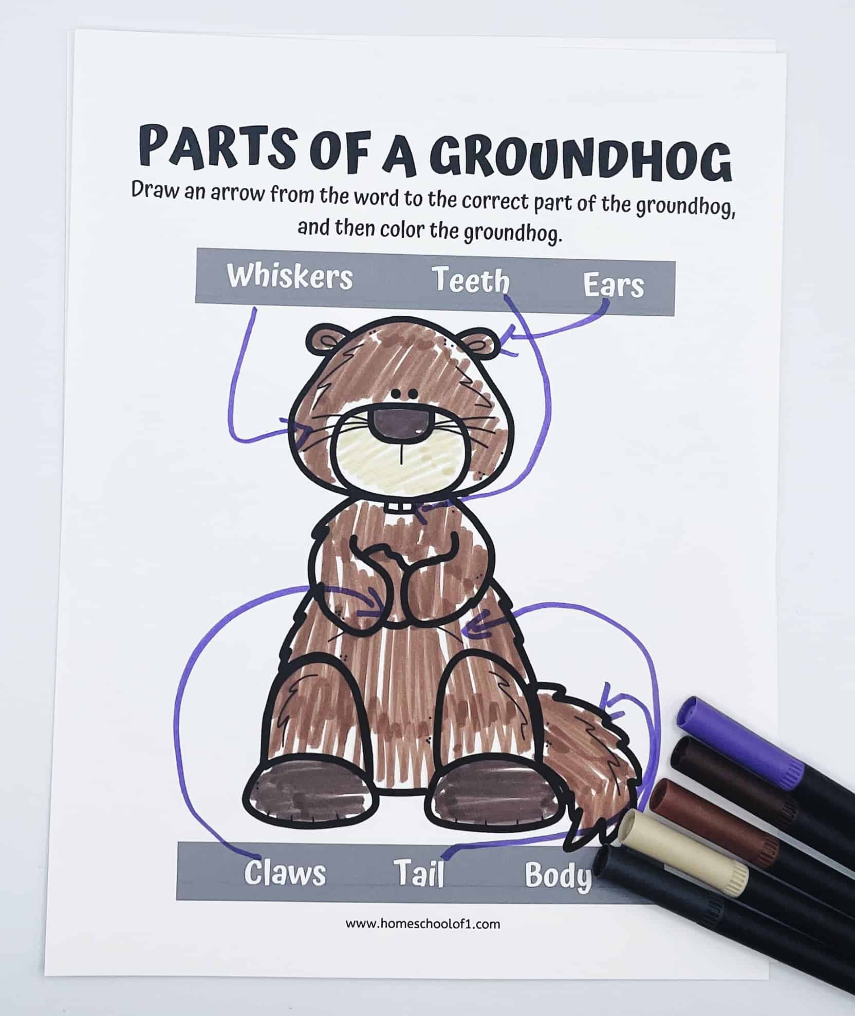 Life Cycle of a Groundhog Worksheet (8 Free Activities)