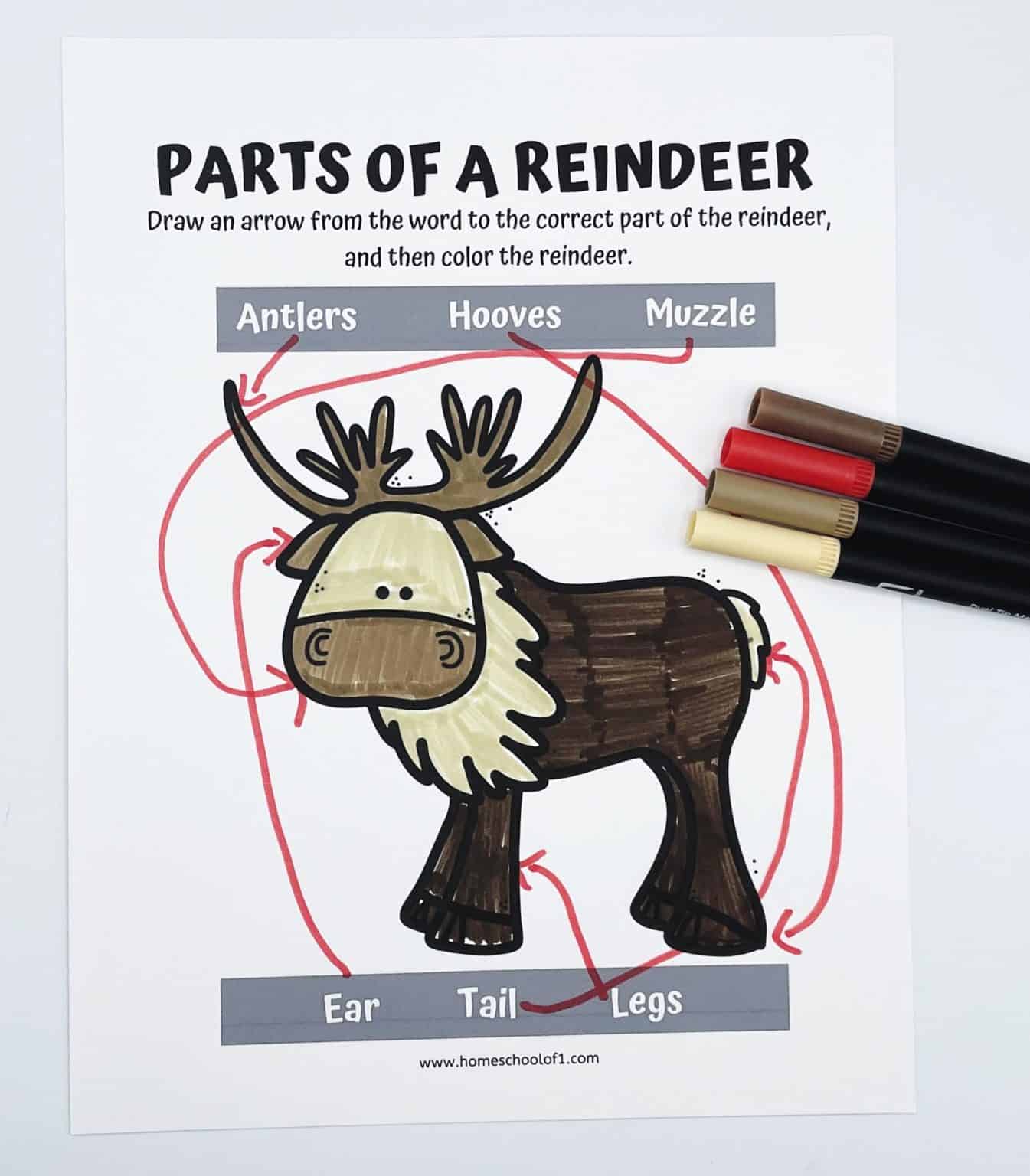 Free Life Cycle of a Reindeer Worksheet