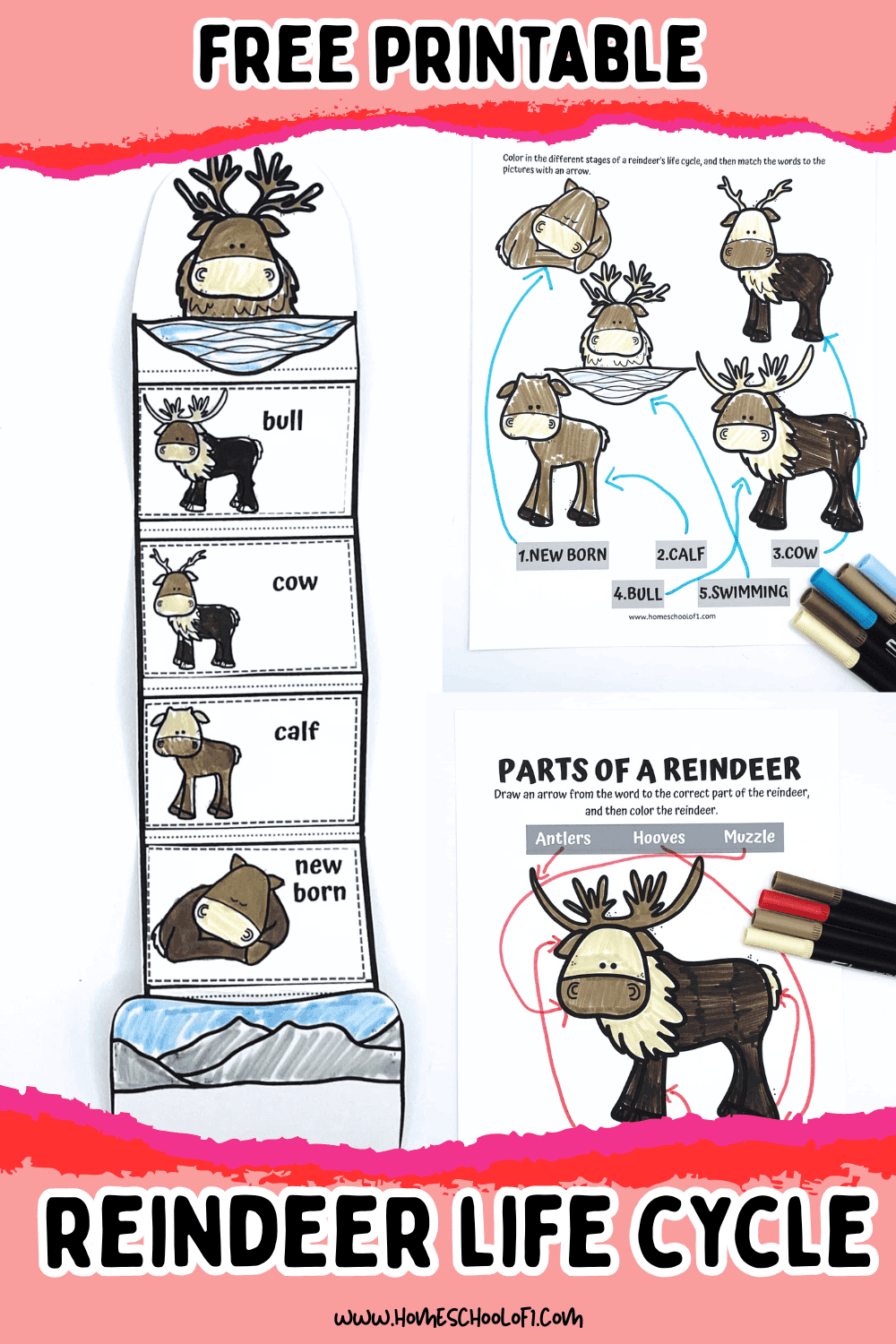 Free Life Cycle of a Reindeer Worksheet