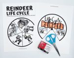 Life Cycle of a Reindeer Worksheets (8 free printables)
