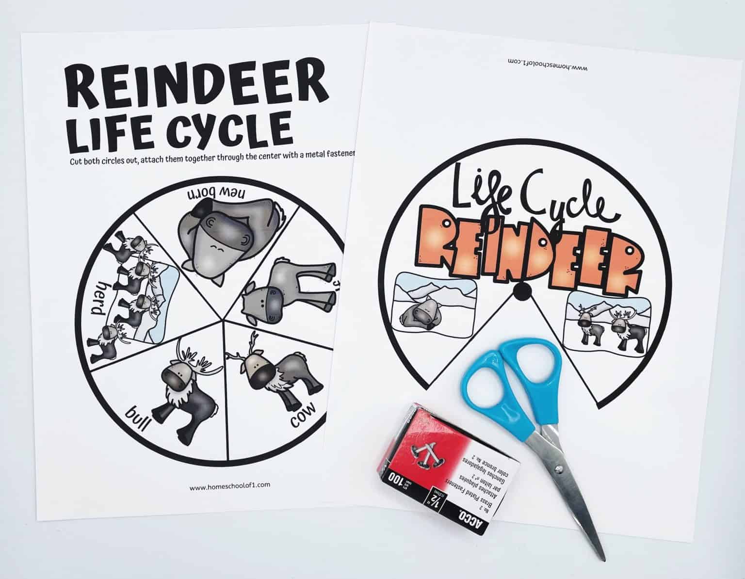 Free Life Cycle of a Reindeer Worksheet