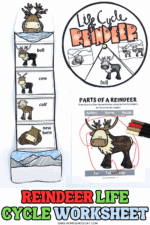 Free Life Cycle of a Reindeer Worksheet