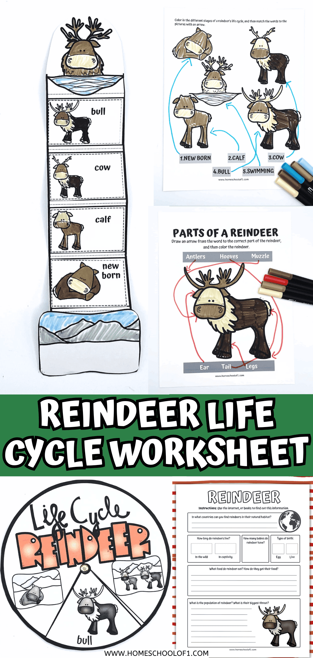 Free Life Cycle of a Reindeer Worksheet