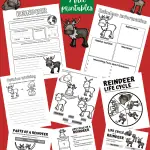 Life Cycle of a Reindeer Worksheets (8 Free Printables)