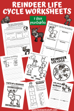Life Cycle of a Reindeer Worksheets (8 free printables)
