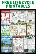 Life Cycle Worksheets Free Science Printables