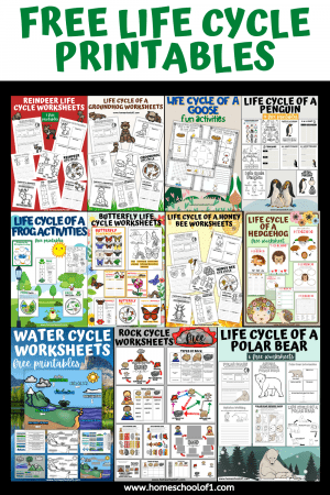 Life Cycle Worksheets Free Science Printables
