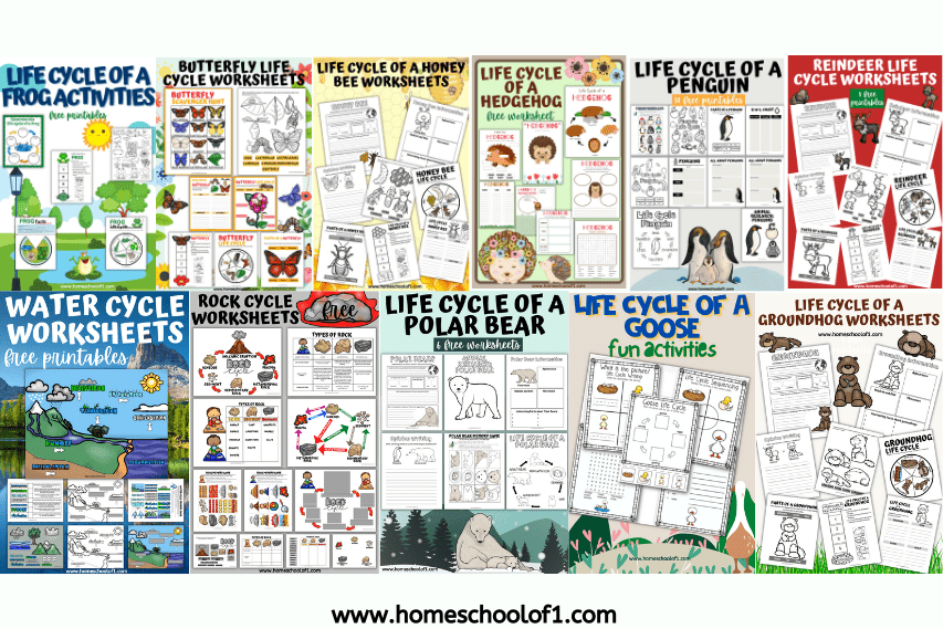 Life Cycle Worksheets Free Science Printables