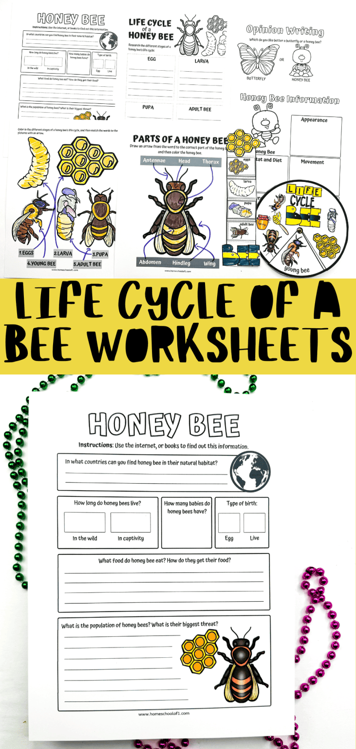 Life Cycle of a Bee Worksheet (8 Free Printables)
