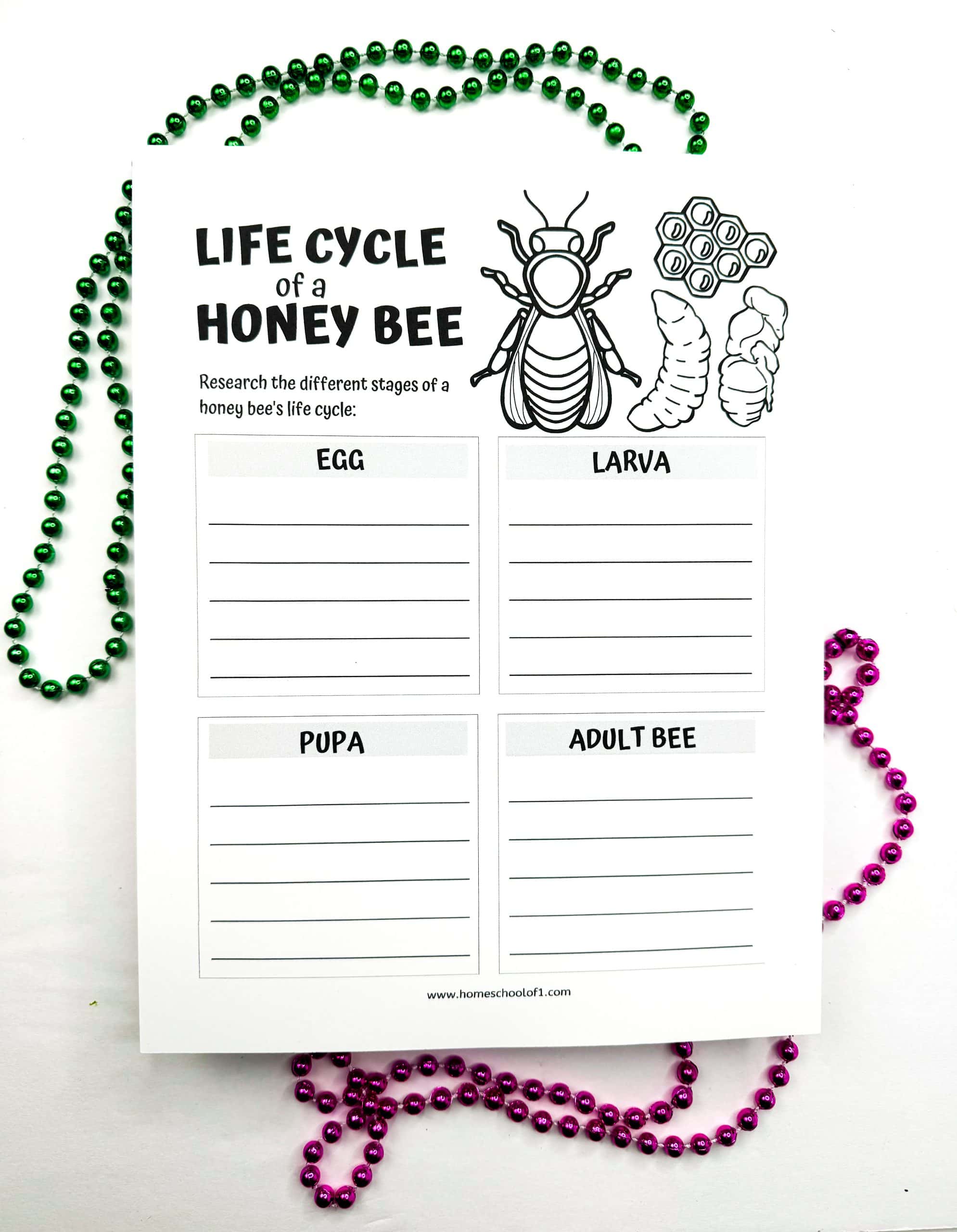 Free Life Cycle of a Bee Worksheet for Kids
