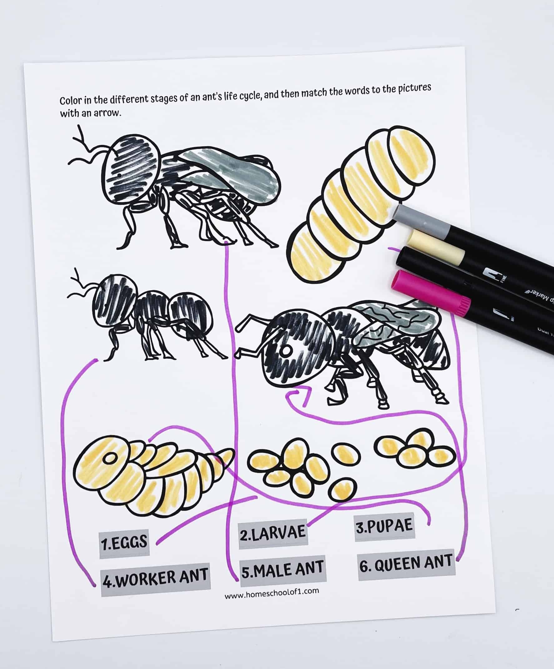 Free Ant Life Cycle Worksheets