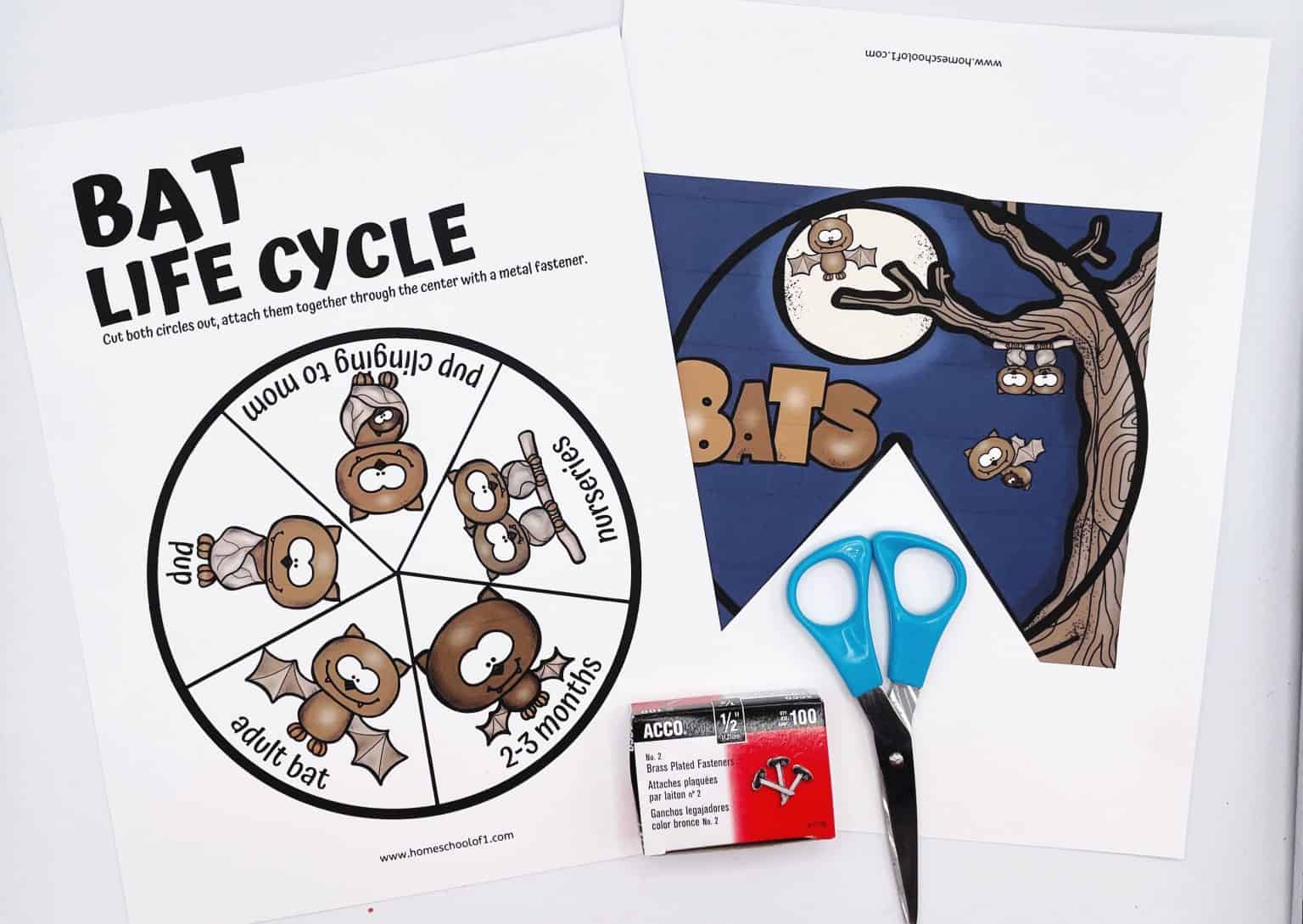 Free Bat Life Cycle Worksheet For Kids