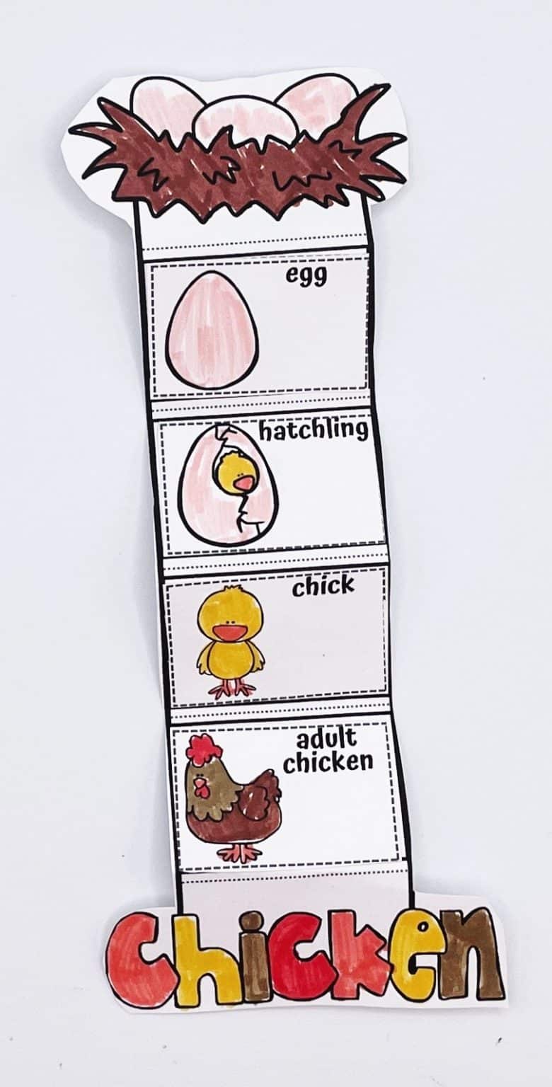 Free Life Cycle of a Chicken Worksheet