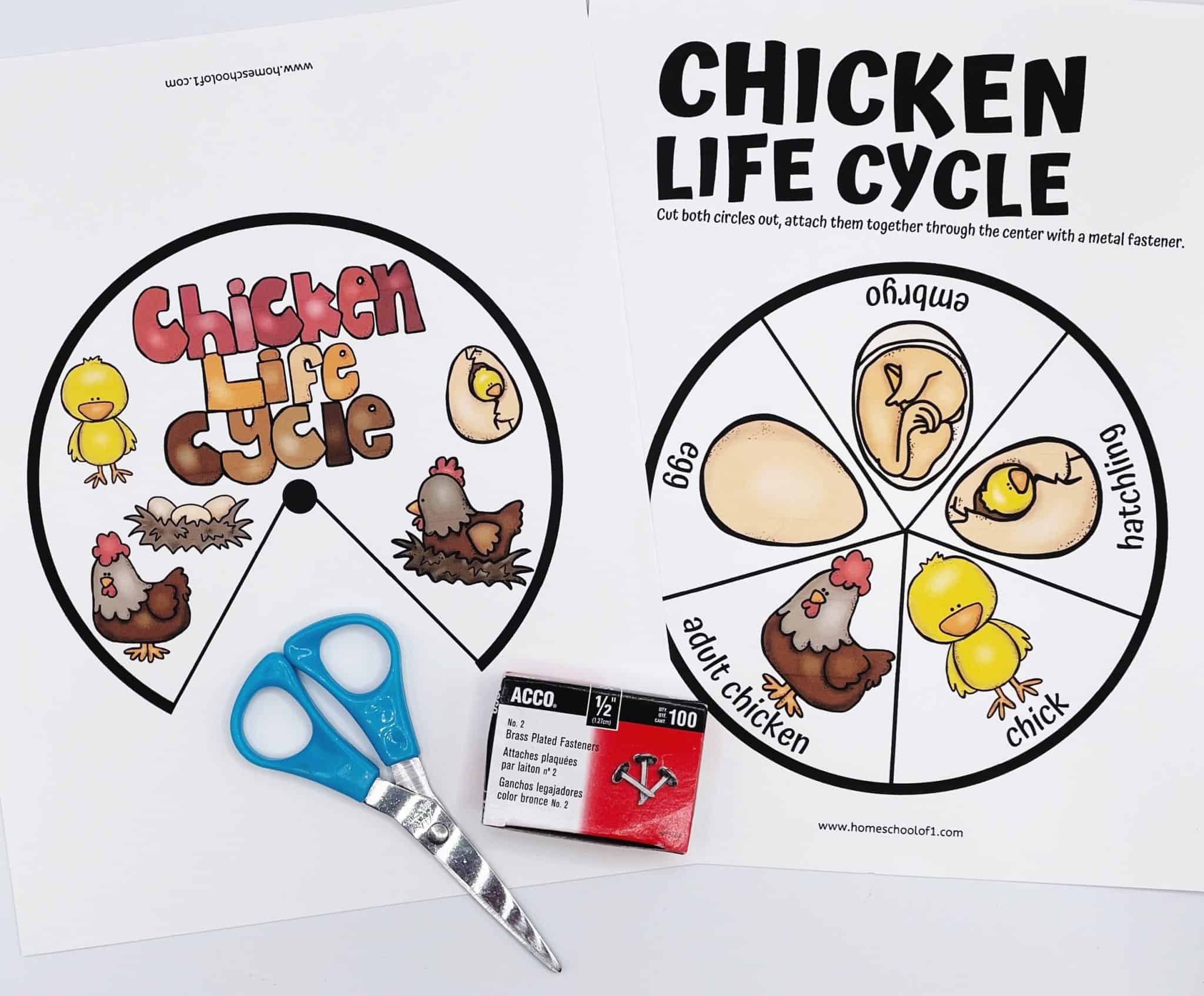 Free Life Cycle of a Chicken Worksheets