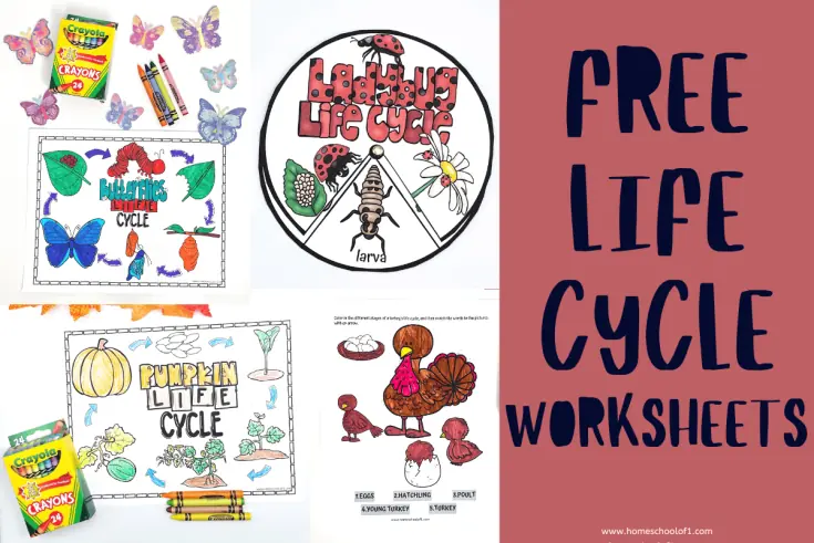 Free Science Activities for Elementary Students