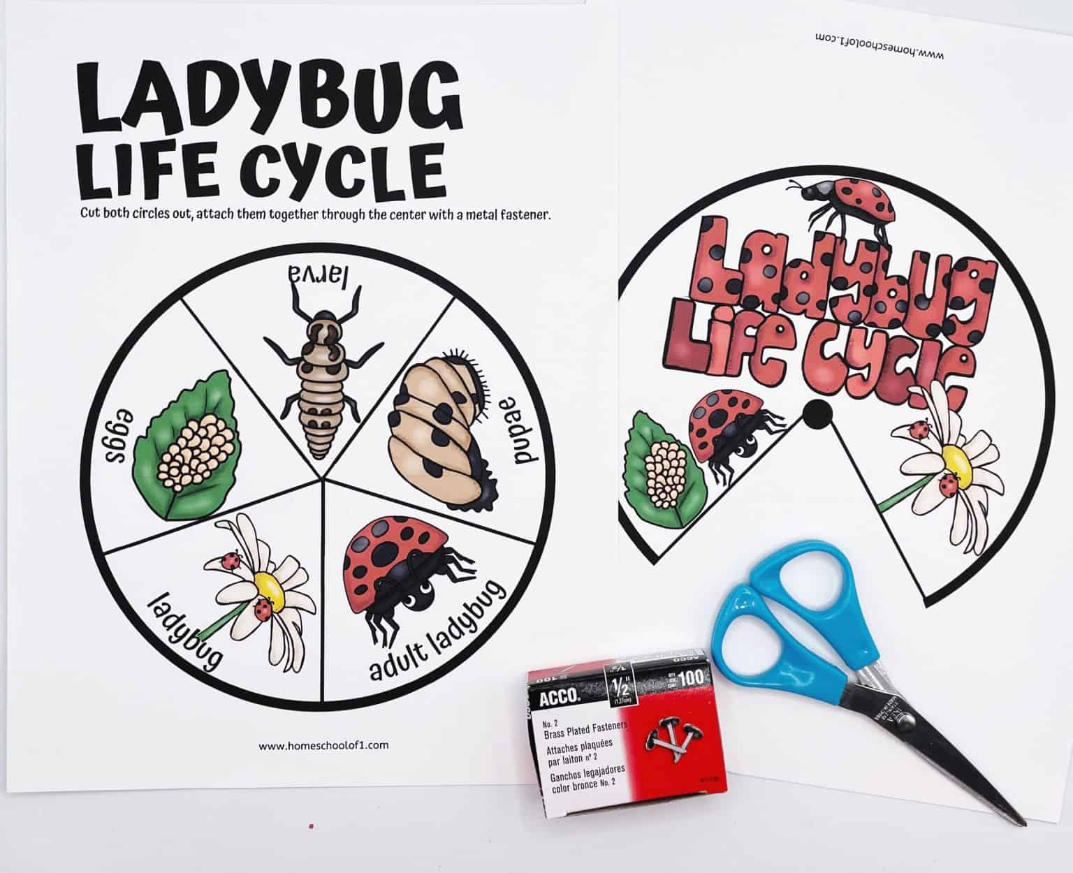 Free Ladybug Life Cycle Worksheet for Kids