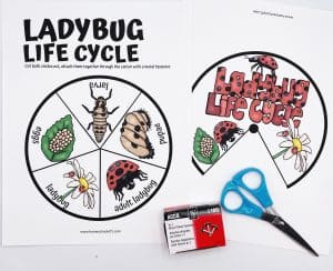 Free Ladybug Life Cycle Worksheet for Kids
