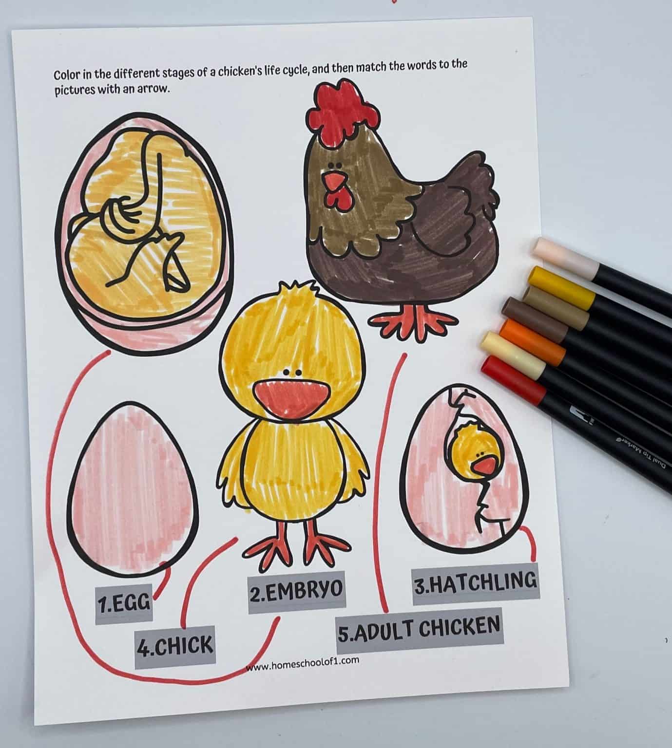Free Life Cycle of a Chicken Worksheet