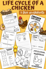 Free Life Cycle of a Chicken Worksheets - Homeschool of 1
