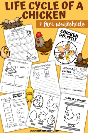 Free Life Cycle of a Chicken Worksheets - Homeschool of 1